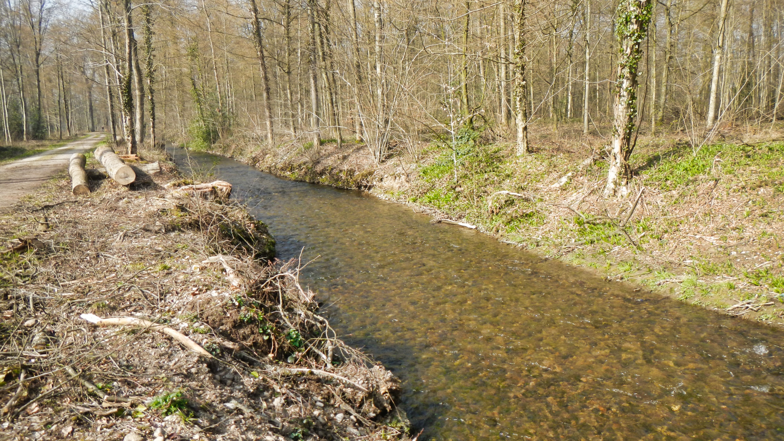 Dreisam – IG Dreisam e.V.